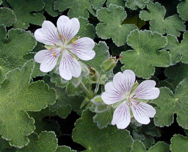 Geranium renardii - Alchetron, The Free Social Encyclopedia
