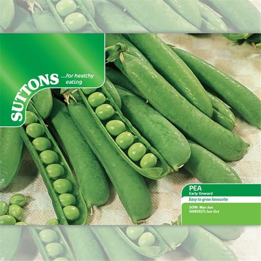Pea Early Onward | Waterperry Gardens - Oxfordshire Garden Centre, Buy ...