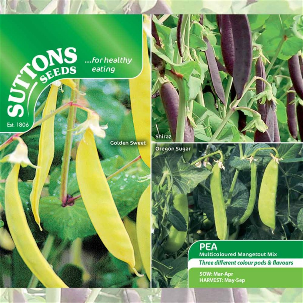 Pea Mangetout Multicoloured Mix | Waterperry Gardens - Oxfordshire ...