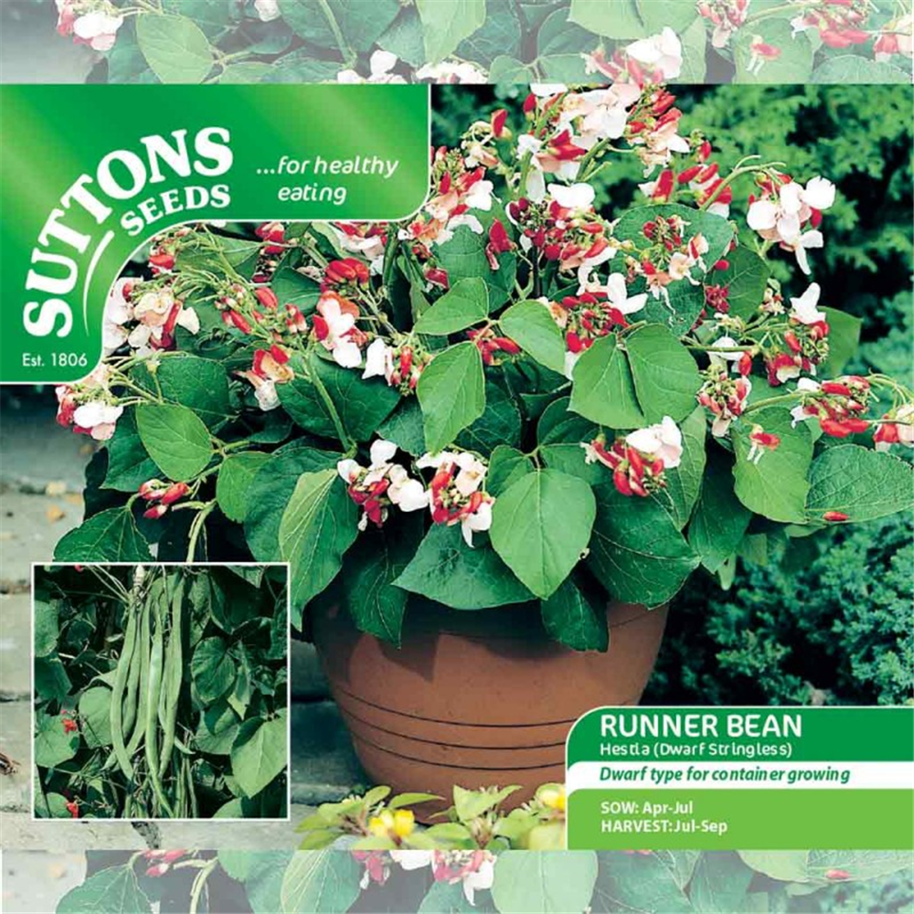 Runner Bean Hestia (Dwarf Stringless) | Waterperry Gardens ...
