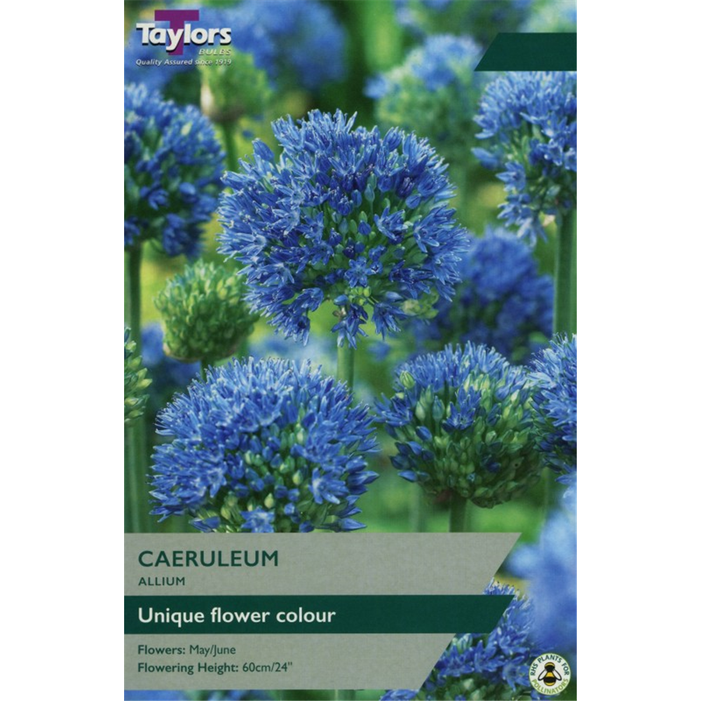 Allium Caeruleum | Waterperry Gardens - Oxfordshire Garden Centre, Buy ...