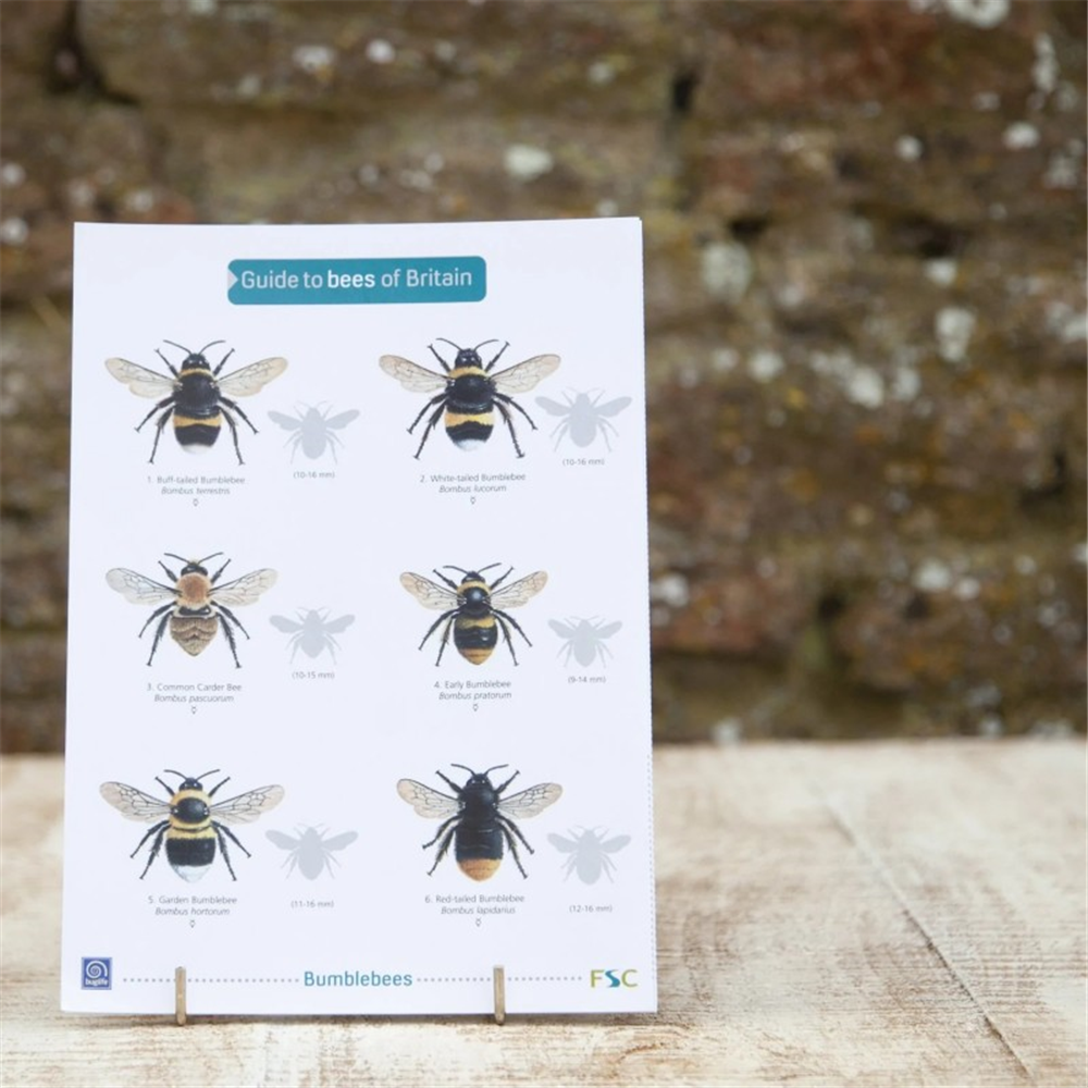 Wildlife World Field Guide to Bees of Britain | Waterperry Gardens ...