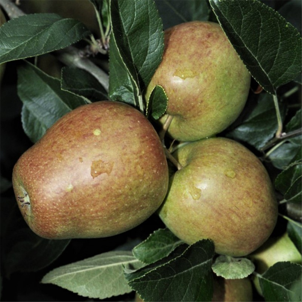 Apple 'Adam's Pearmain' MM106 2 Year Pot-Grown | Waterperry Gardens ...