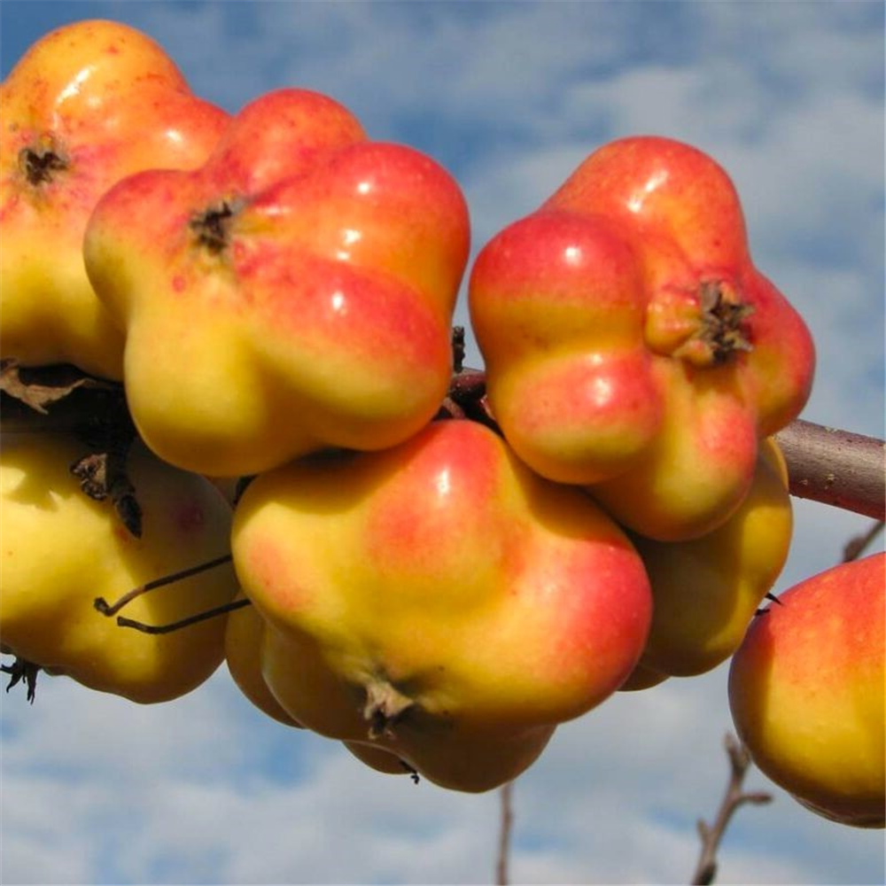 Apple 'Apistar' 2 Year Pot-Grown MM106 | Waterperry Gardens ...