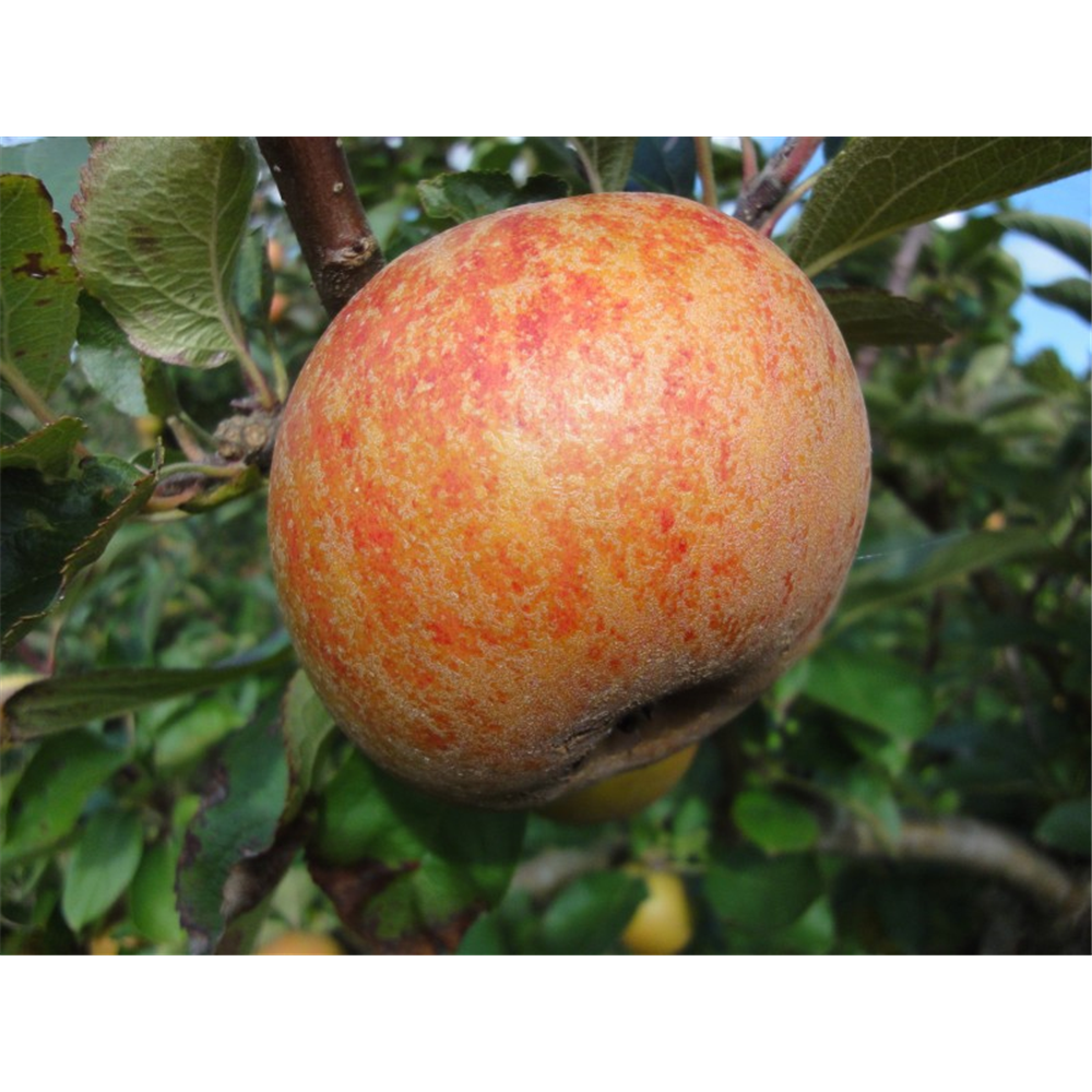 Apple 'Ashmead's Kernel' MM106 2 Year Pot-Grown | Waterperry Gardens ...