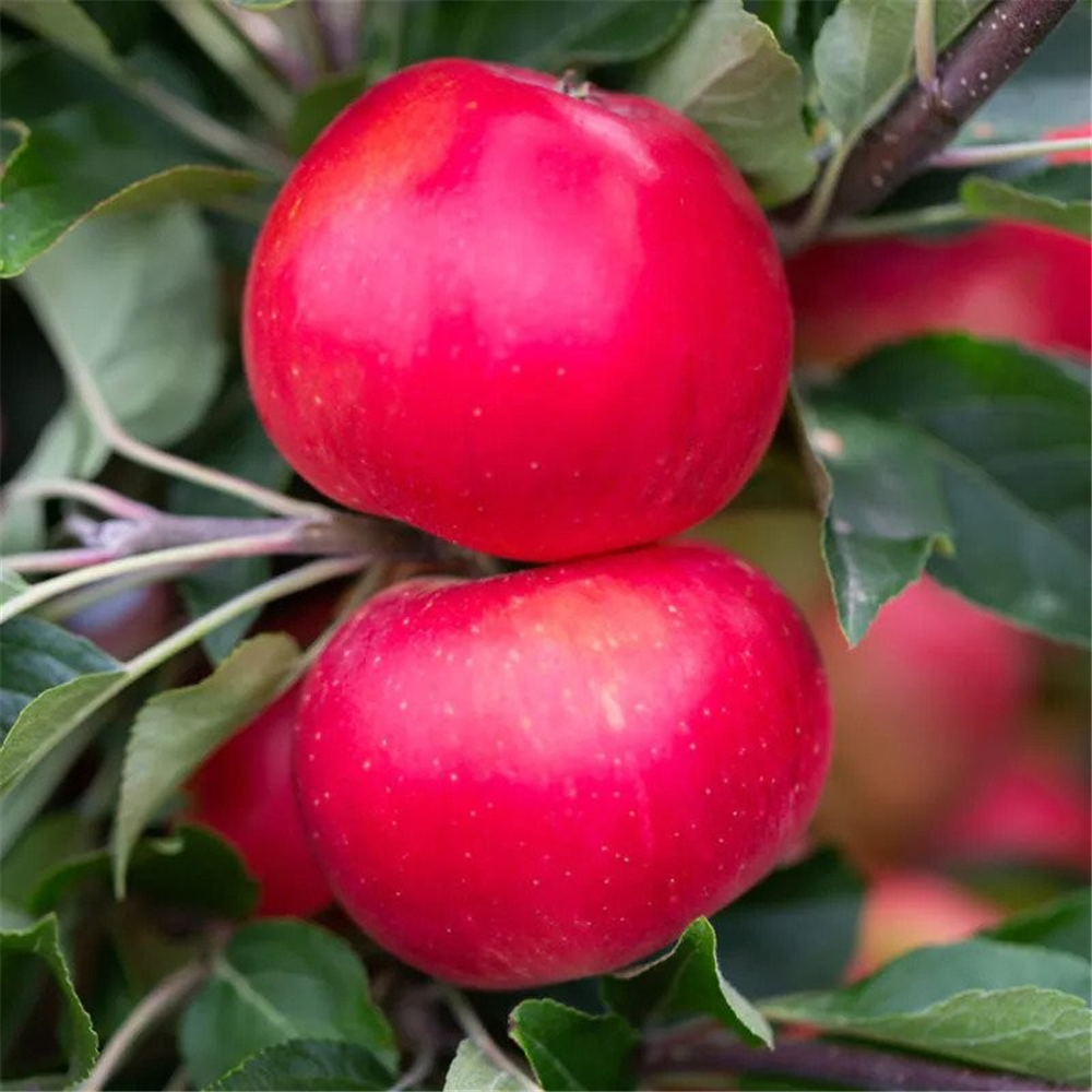 Apple 'Discovery' MM106 2 Year Pot-Grown | Waterperry Gardens ...
