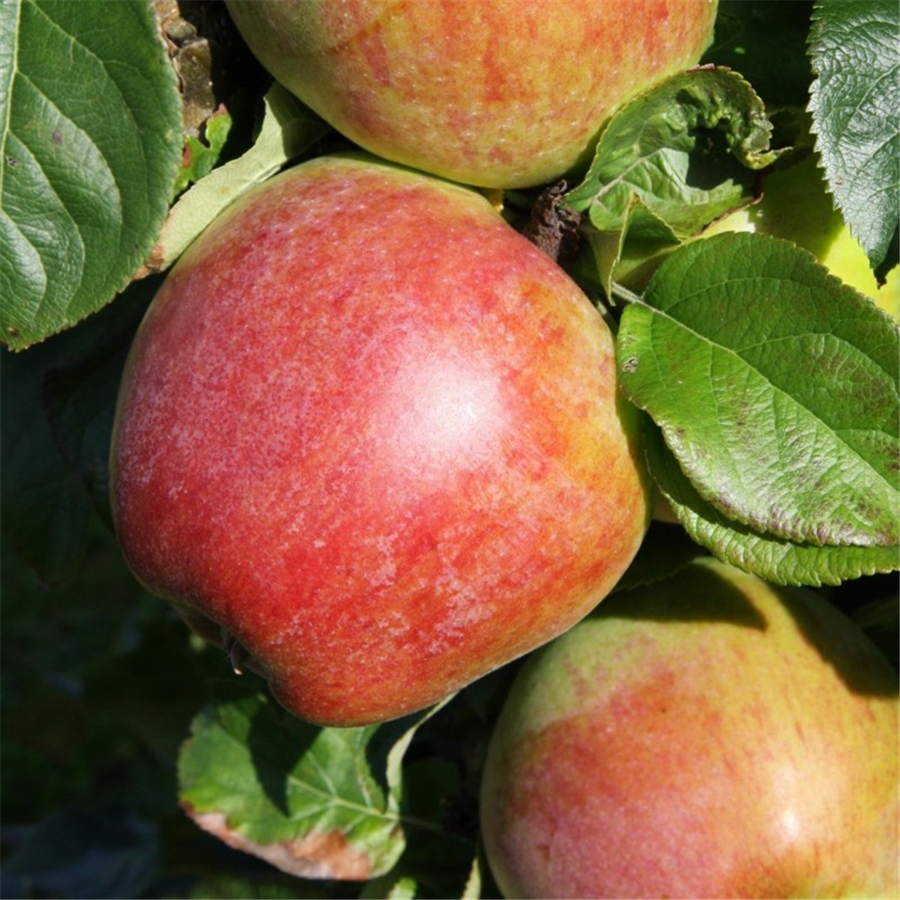 Apple 'Howgate Wonder' M26 2 Year Pot-Grown | Waterperry Gardens ...