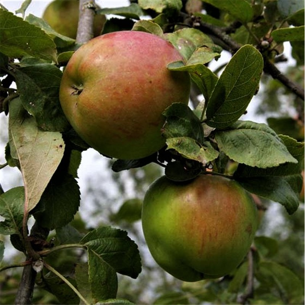 Apple 'Lanes Prince Albert' M26 2 Year Pot-Grown | Waterperry Gardens ...
