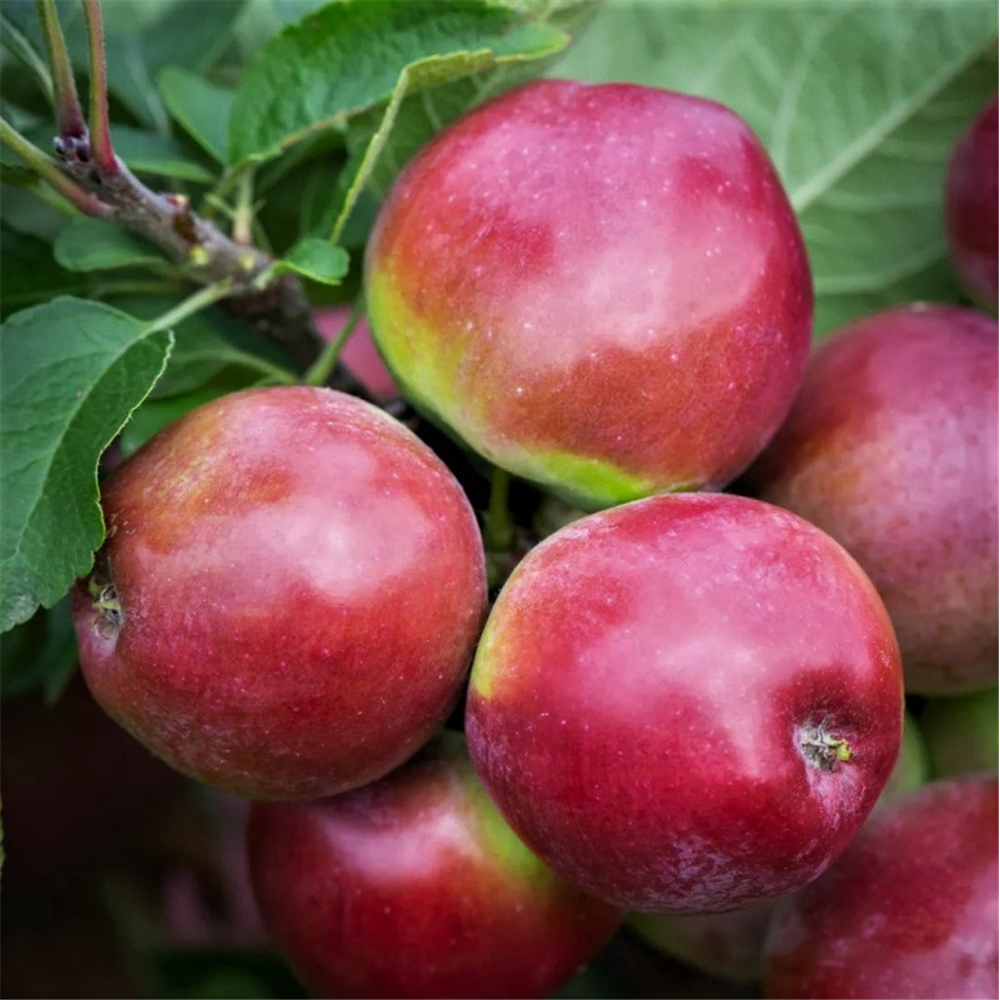 Apple 'Spartan' MM106 2 Year Pot-Grown | Waterperry Gardens ...
