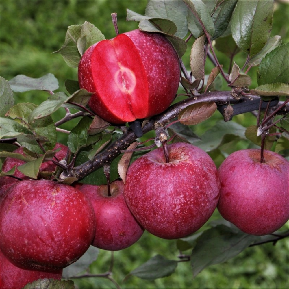 Apple 'Tickled Pink' Fan-Trained MM106 | Waterperry Gardens ...