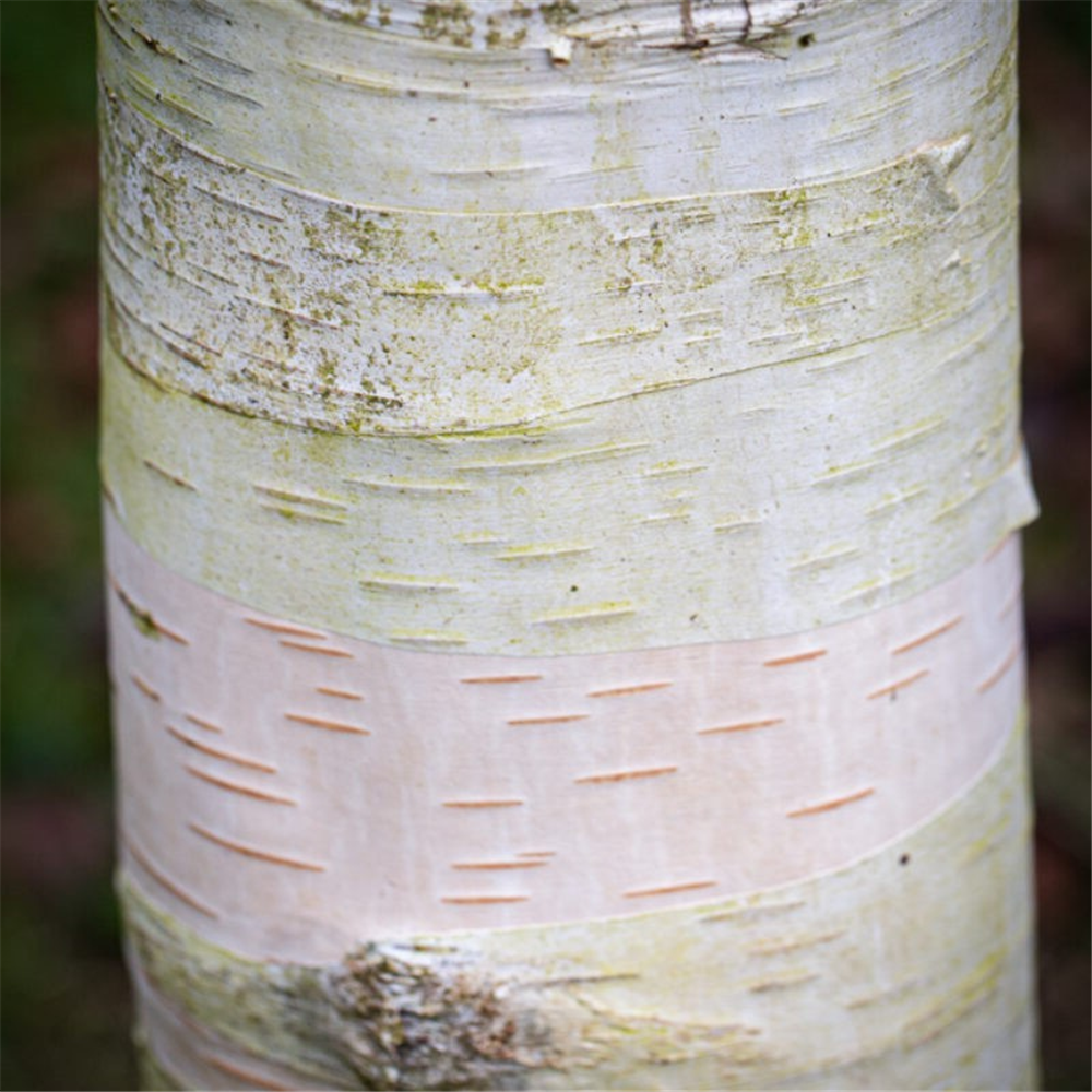 Betula utilis 'Moonbeam' | Waterperry Gardens - Oxfordshire Garden ...