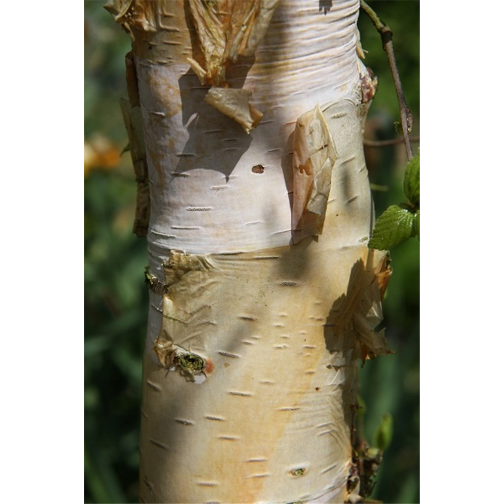 Betula pendula 'Spider Alley' | Waterperry Gardens - Oxfordshire Garden ...