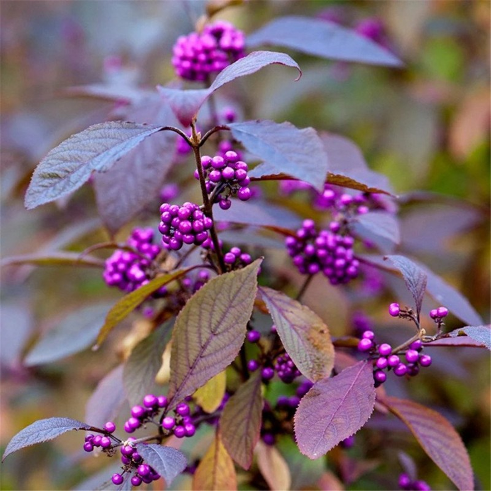 Callicarpa bodinieri 'Profusion' | Waterperry Gardens - Oxfordshire ...