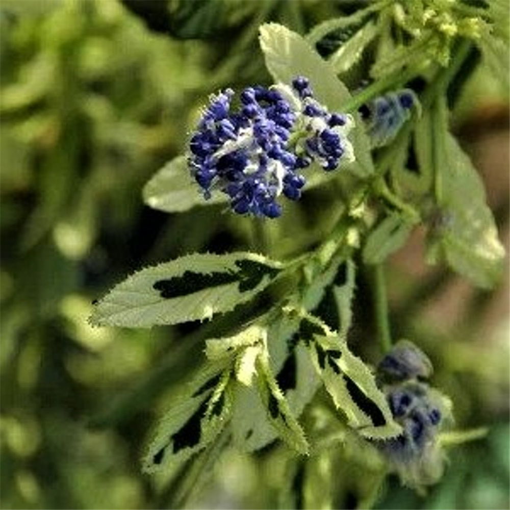 Ceanothus 'Silver Surprise' | Waterperry Gardens - Oxfordshire Garden ...