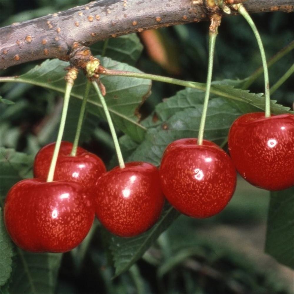 Cherry 'Morello' Fan-Trained Colt | Waterperry Gardens - Oxfordshire ...