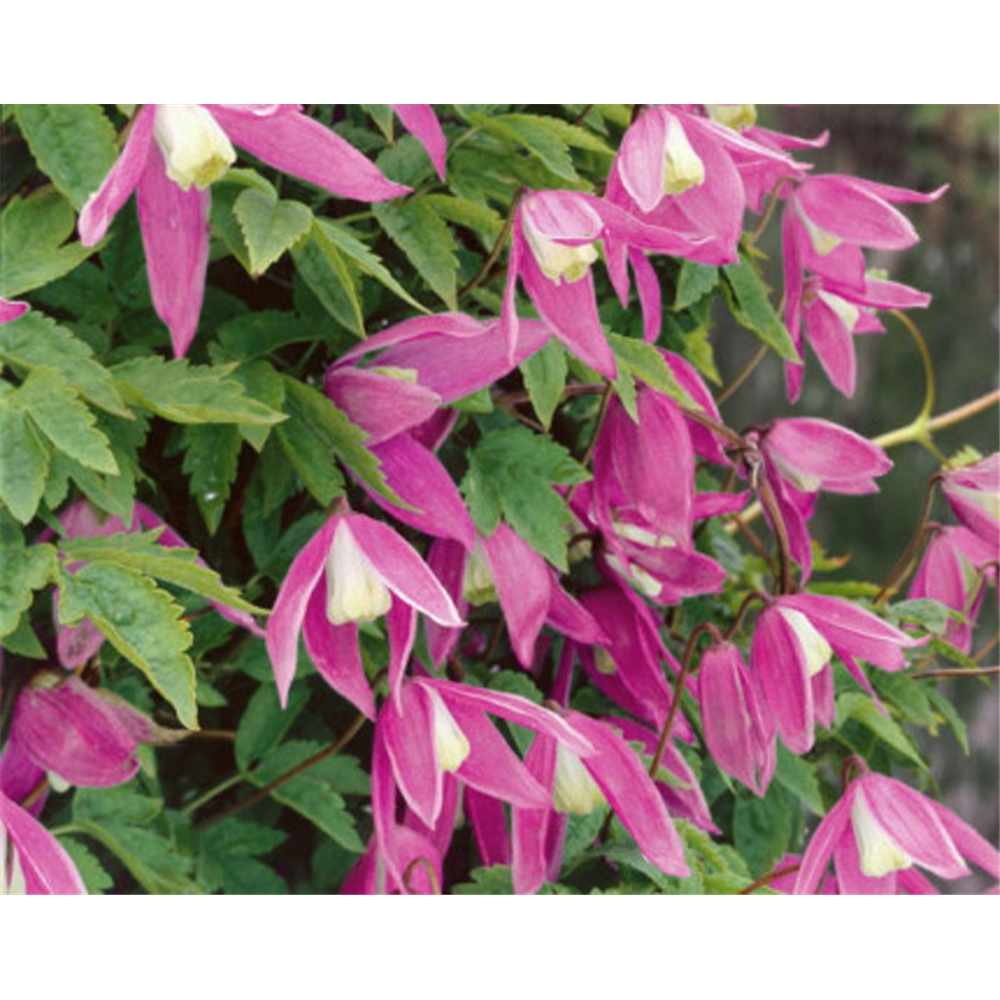 Clematis alpina 'Constance' | Waterperry Gardens - Oxfordshire Garden ...