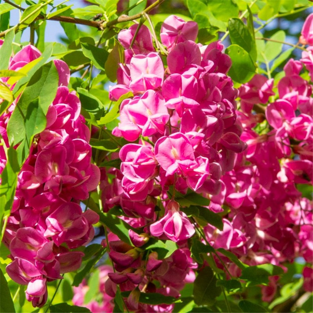 Robinia x margaretta 'Pink Cascade' | Waterperry Gardens - Oxfordshire ...