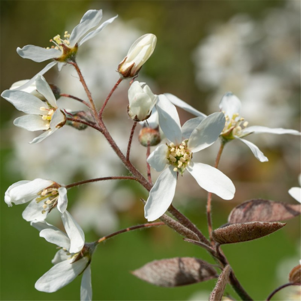 Amelanchier lamarckii | Waterperry Gardens - Oxfordshire Garden Centre ...