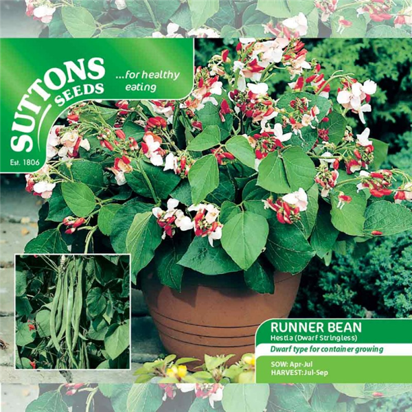 Runner Bean Hestia (Dwarf Stringless) | Waterperry Gardens ...