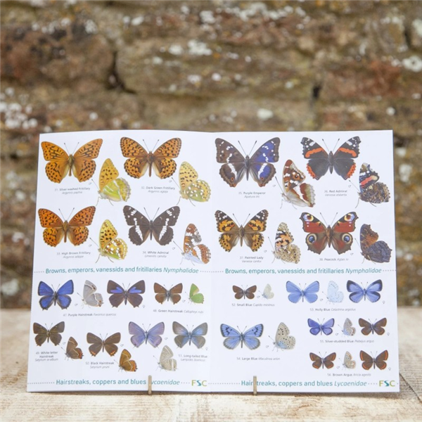 Wildlife World Field Guide to the Butterflies of Britain | Waterperry ...