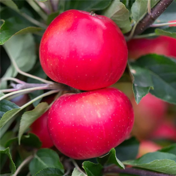 Apple 'Discovery' MM106 2 Year Pot-Grown | Waterperry Gardens ...