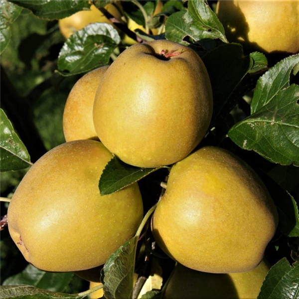 Apple 'Herefordshire Russet' Bare-root Maiden M9 | Waterperry Gardens ...