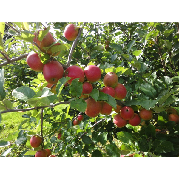 Apple 'Winter King' M26 2 Year Pot-Grown | Waterperry Gardens ...