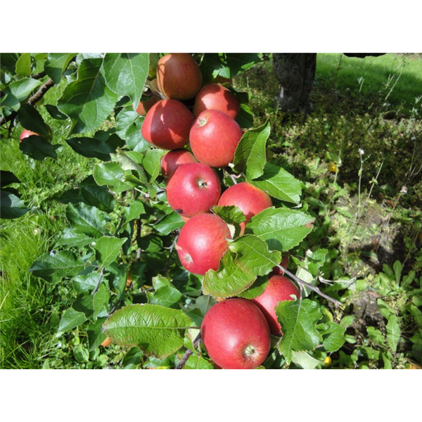 Apple 'Winter King' M26 2 Year Pot-Grown | Waterperry Gardens ...