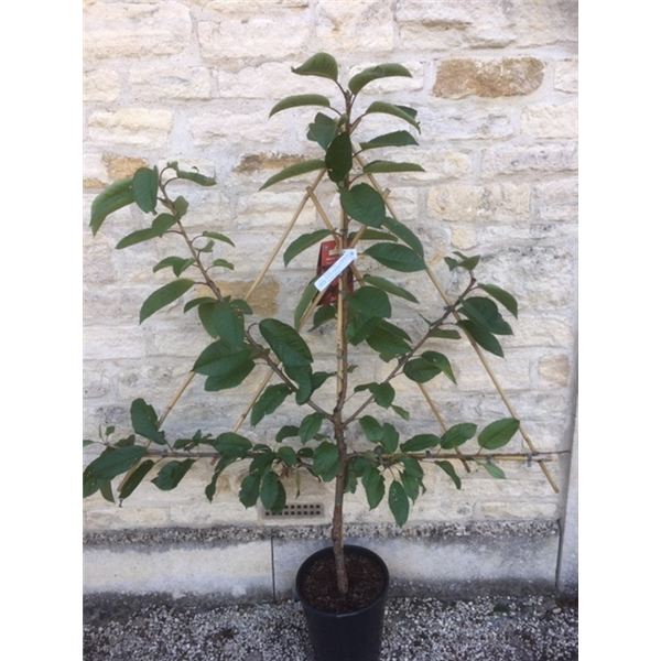 Cherry 'Stella' Fan-trained Colt | Waterperry Gardens - Oxfordshire ...