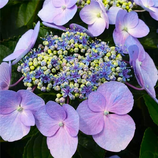 Hydrangea macrophylla 'Blue Wave' | Waterperry Gardens - Oxfordshire ...