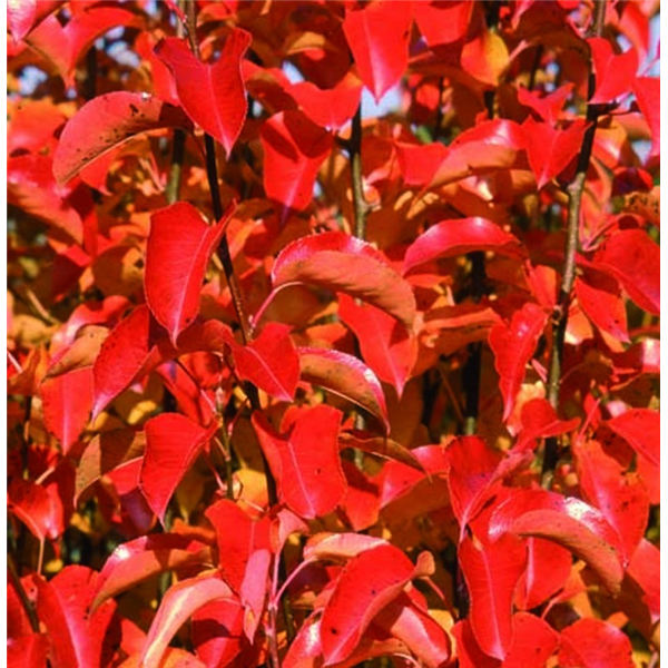 Pyrus calleryana 'Chanticleer' | Waterperry Gardens - Oxfordshire ...