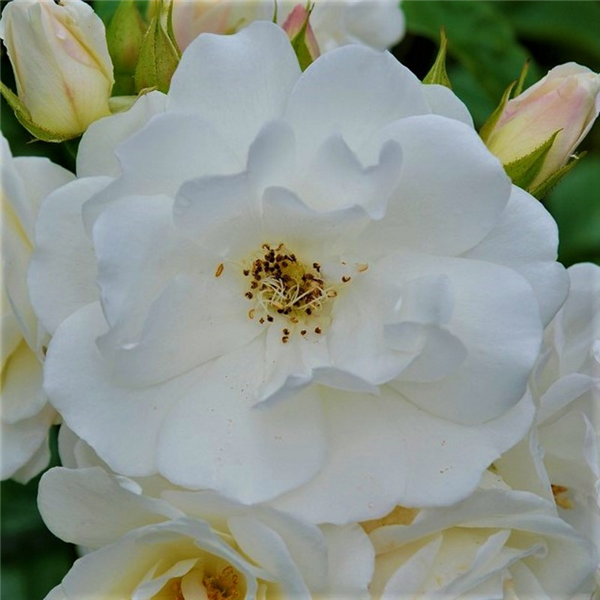 Climber - Iceberg | Waterperry Gardens - Oxfordshire Garden Centre, Buy ...