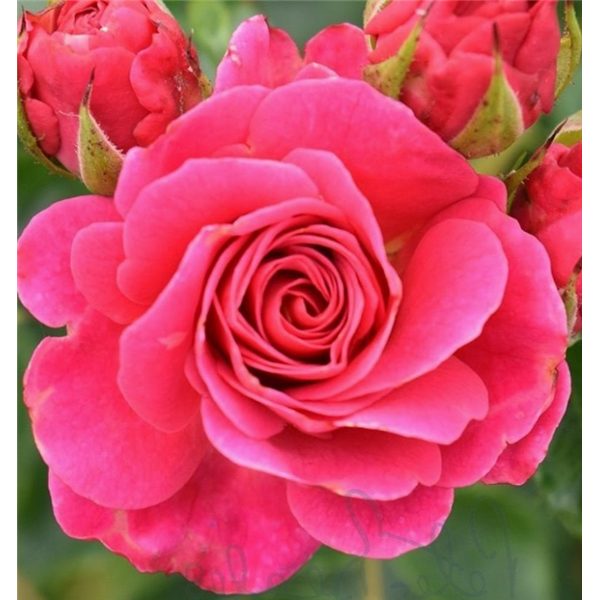 Climber - Starlight Express | Waterperry Gardens - Oxfordshire Garden ...