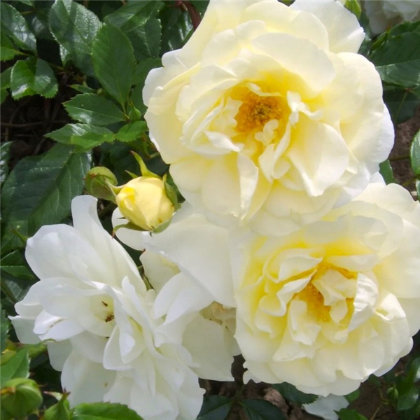 Shrub Rose - Tall Story | Waterperry Gardens - Oxfordshire Garden ...