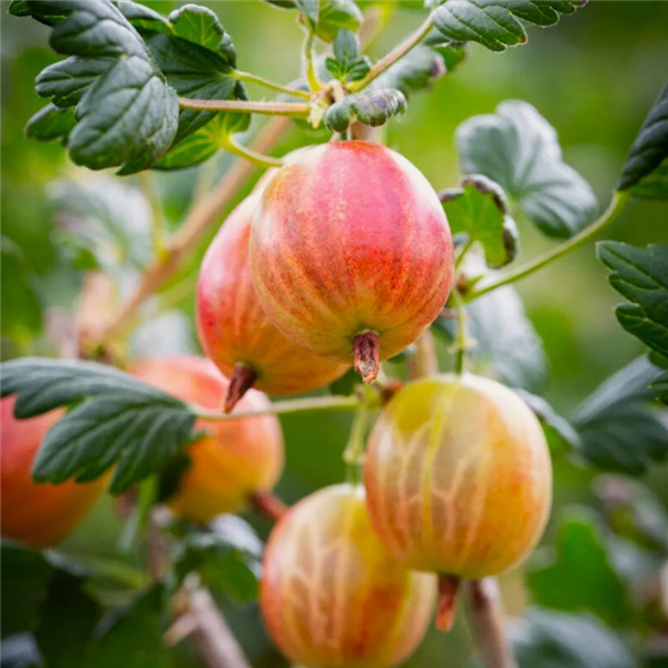 Gooseberry 'Captivator Red' | Waterperry Gardens - Oxfordshire Garden ...