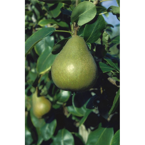 Pear 'Williams bon Chretien' Quince A 2 Year Pot-Grown | Waterperry ...