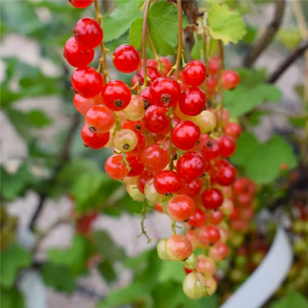 Redcurrant 'Rovada' | Waterperry Gardens - Oxfordshire Garden Centre ...