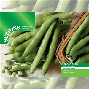 Broad Bean Aquadulce Claudia | Waterperry Gardens - Oxfordshire Garden ...