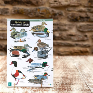 Wildlife World Field Guide to Wetland Birds | Waterperry Gardens ...