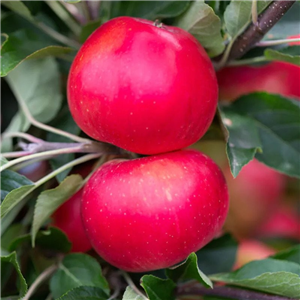 Apple 'Discovery' MM106 2 Year Pot-Grown | Waterperry Gardens ...