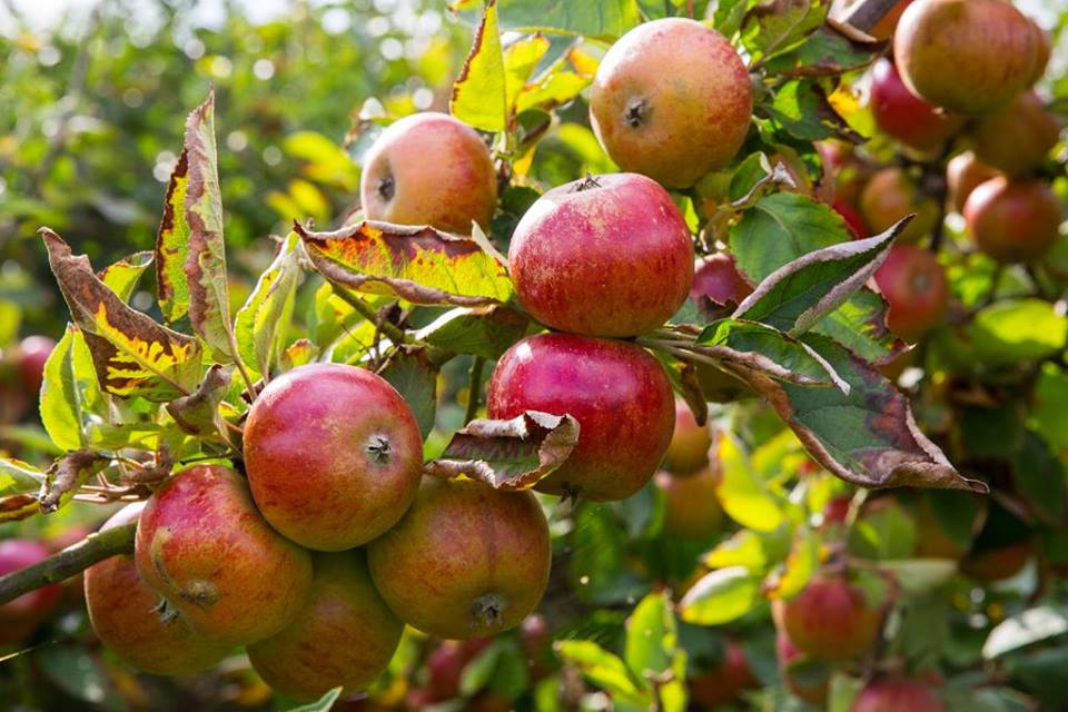 Apple Weekend - Waterperry Gardens