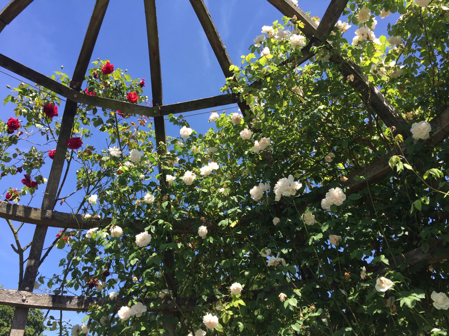 Mary Rose Garden Redevelopment - Waterperry Gardens