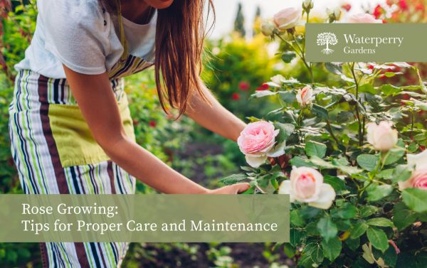 Growing Roses: Tips for Proper Care and Maintenance - Waterperry Gardens